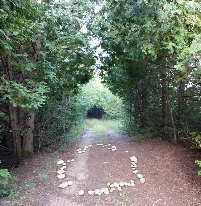 Mystfall LARP – Will you meet the challenge?